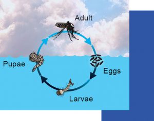 District Map and Fact Sheet | Collier Mosquito Control District